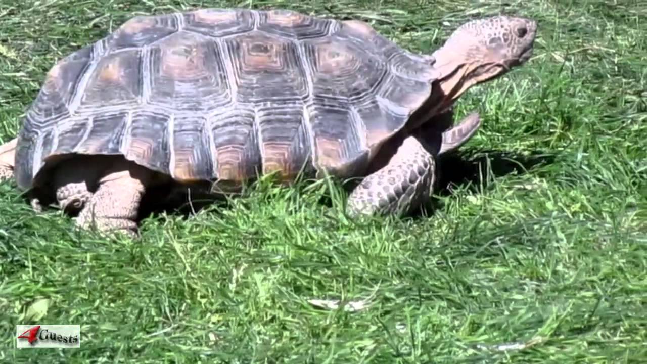 A Desert Tortoise, Pet - YouTube