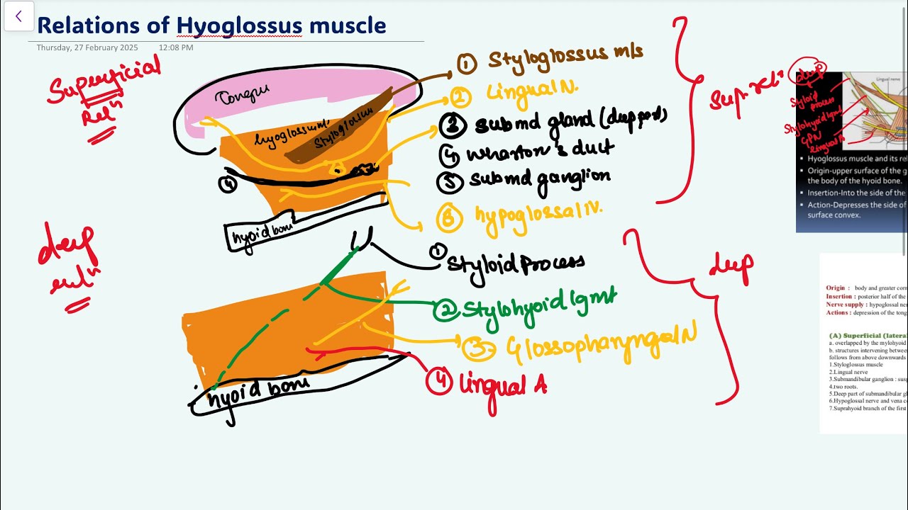 Relations of Hyoglossus Muscle Anatomy - YouTube