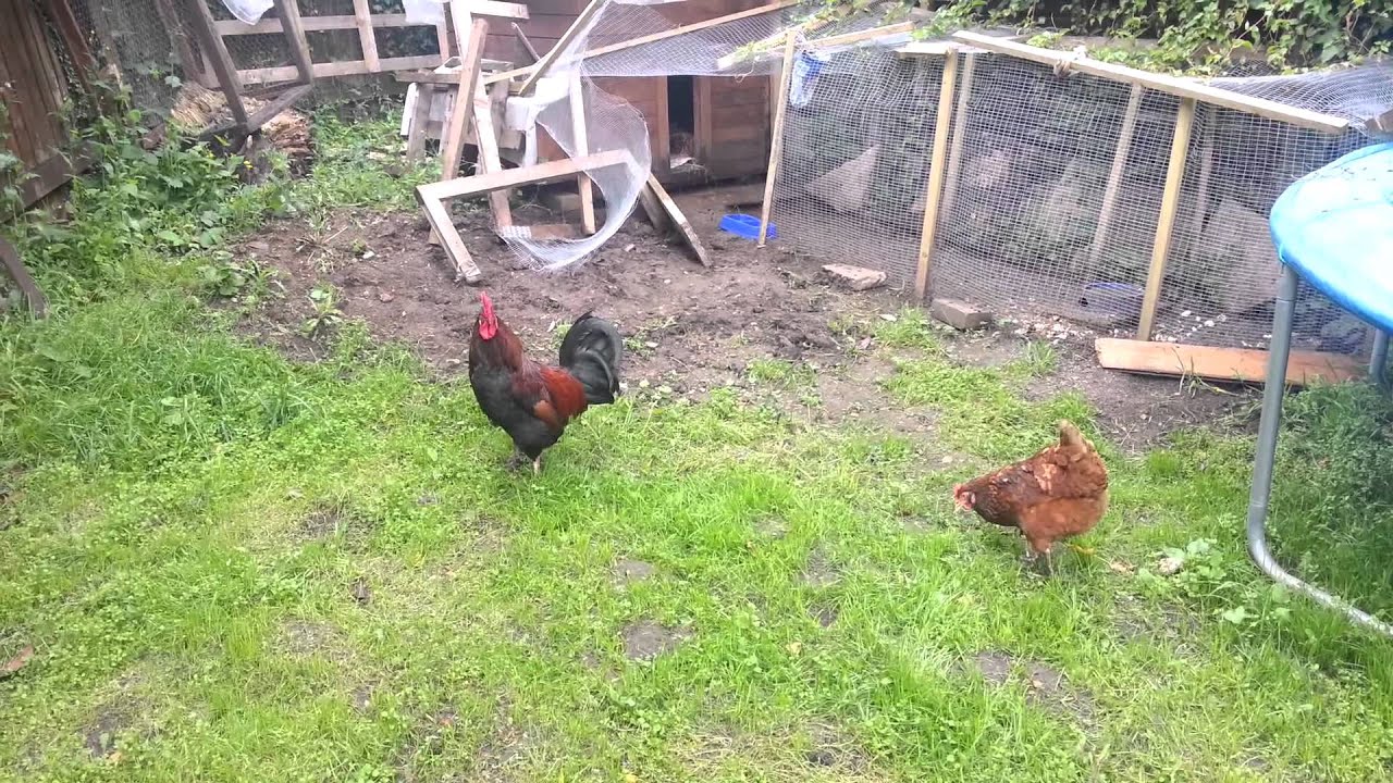 Cockerel Flapping his wings and crowing - YouTube