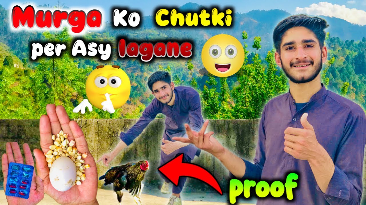 Ab ap B apny Murgy ko Chutki pr lgao iss Tarah | Murgy ko Chutki pr ...
