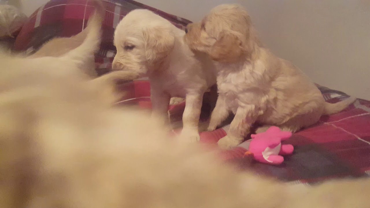 Paragon Puppies Labradoodles 4 weeks old Spring 2019 - YouTube