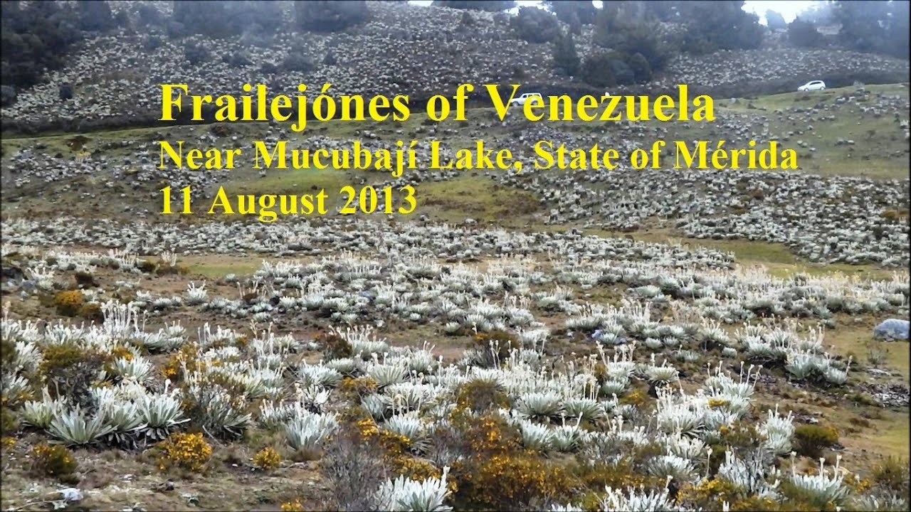 Frailejones on Andes Mountain, Venezuela - YouTube