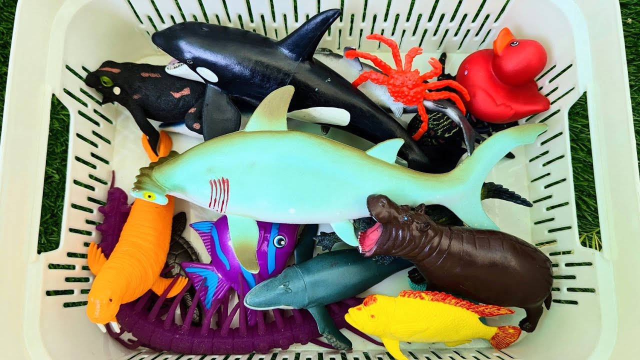 Sea Animals Vocabulary for Kids | Learn English with Ocean Animals ...