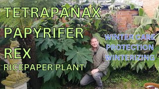 Tetrapanax Papyrifer Rex Winter Care | Winterizing Chinese Rice Paper Plant | UK Tropical Garden