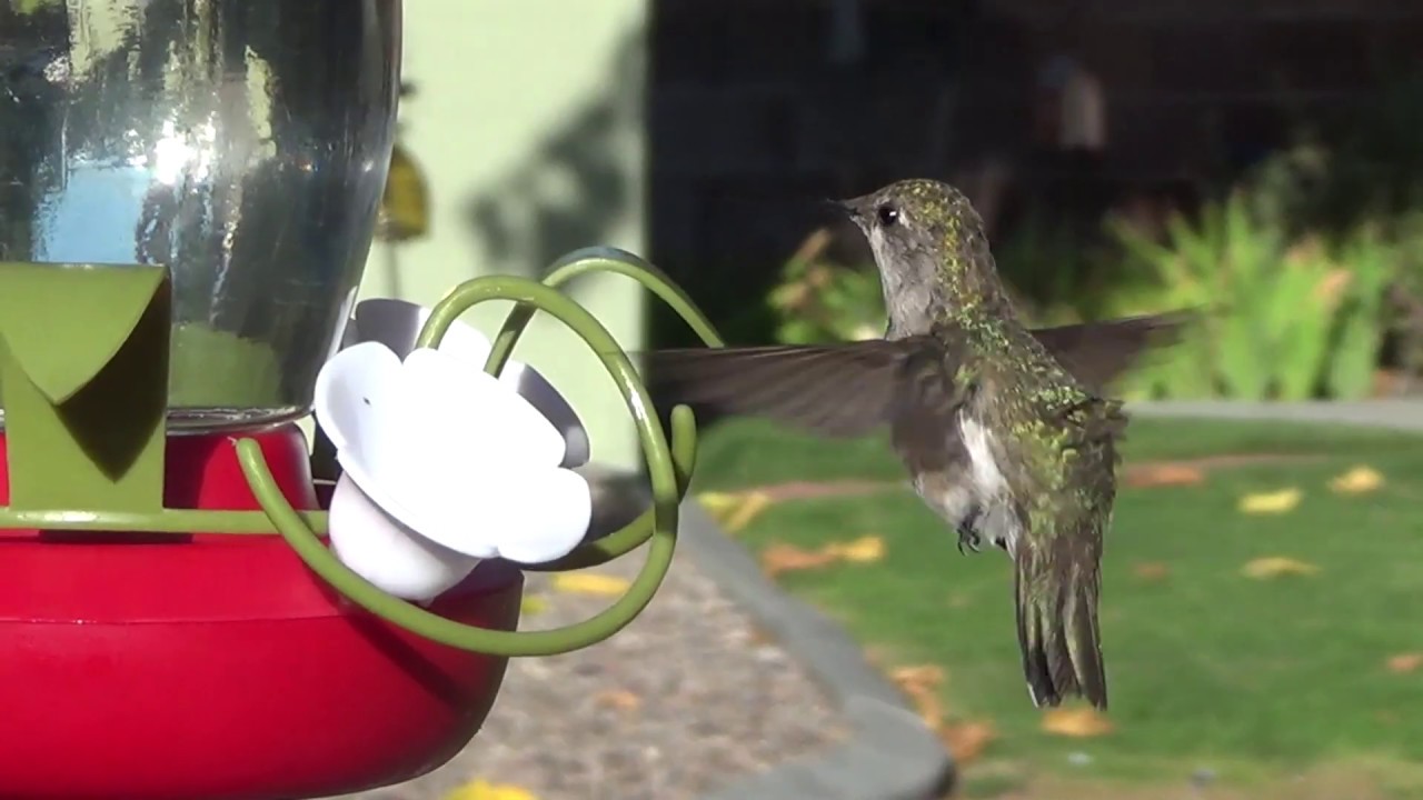 The Day of the Hummingbirds - YouTube