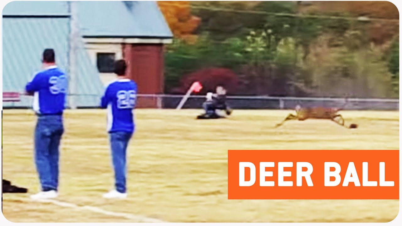Deer Scores Goal During Children's Soccer Games | GOOOOOALLLL! - YouTube