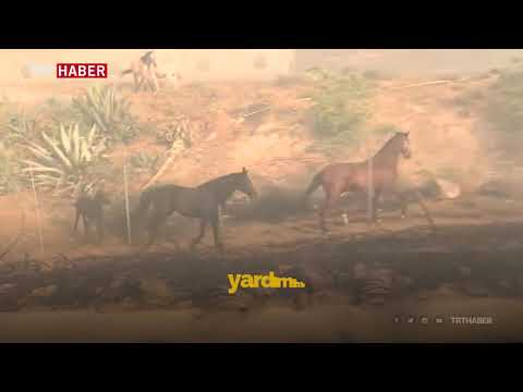 Orman yangınına aldırış etmeyen at, arkadaşlarının yardımına koştu