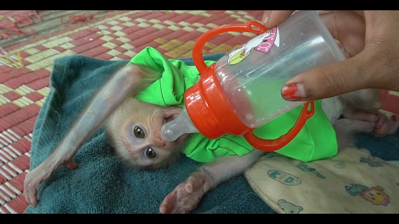 adorable lovely and cute baby Leo Monkey want milks - YouTube