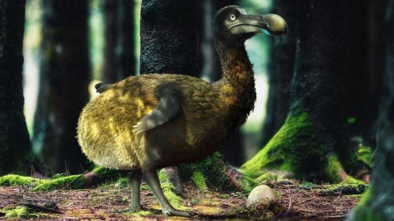 9 interesting facts about the dodo - YouTube