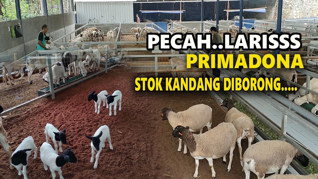 PECAH TELUR!! 24 Cempe Domba Dorper FB Terjual ||Cerita Sukses Breeding ...