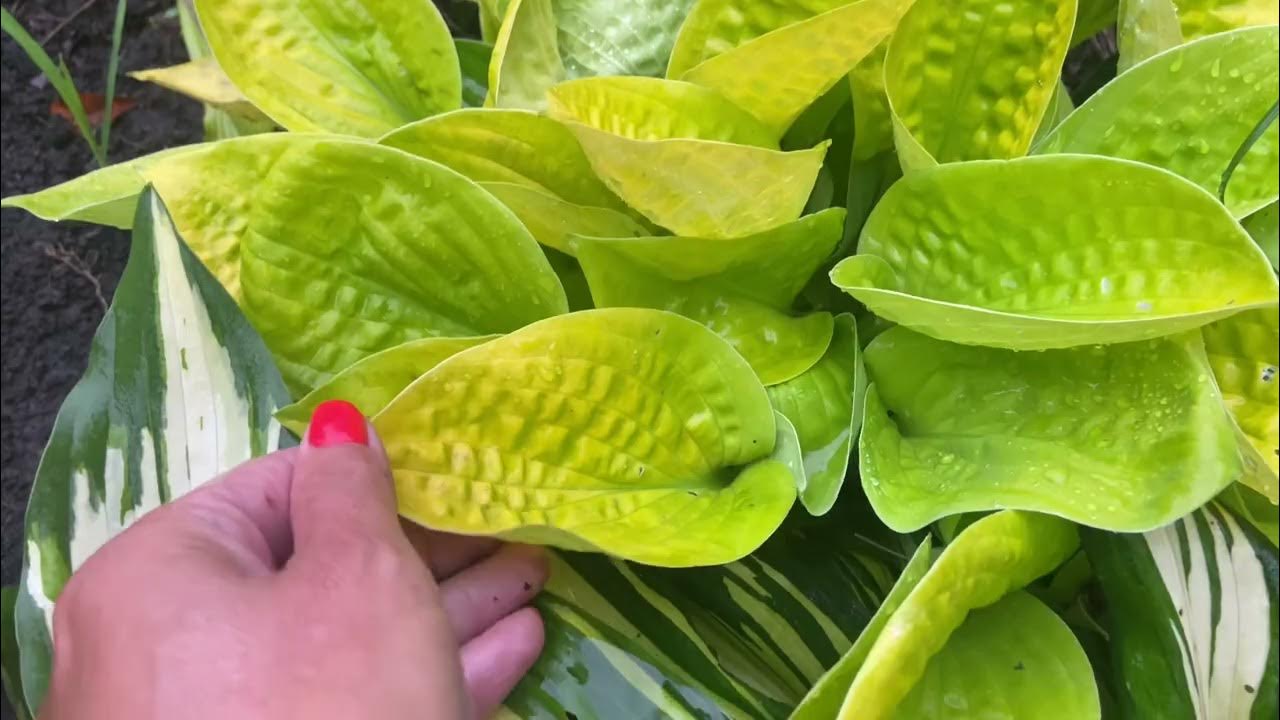 ХОСТА RAINBOW'S END (РЕЙНБОУЗ ЭНД), Брайт Стар (Hosta Bright Star ...