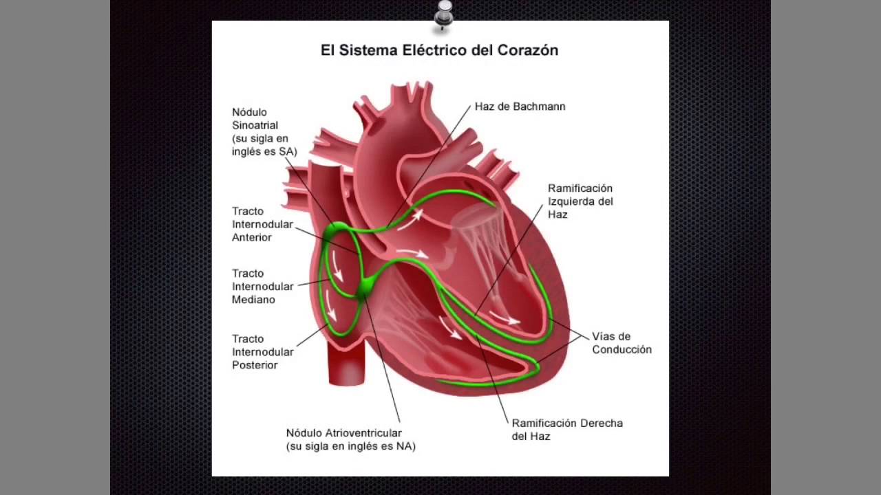 Electrocardiograma normal 🤘 - YouTube