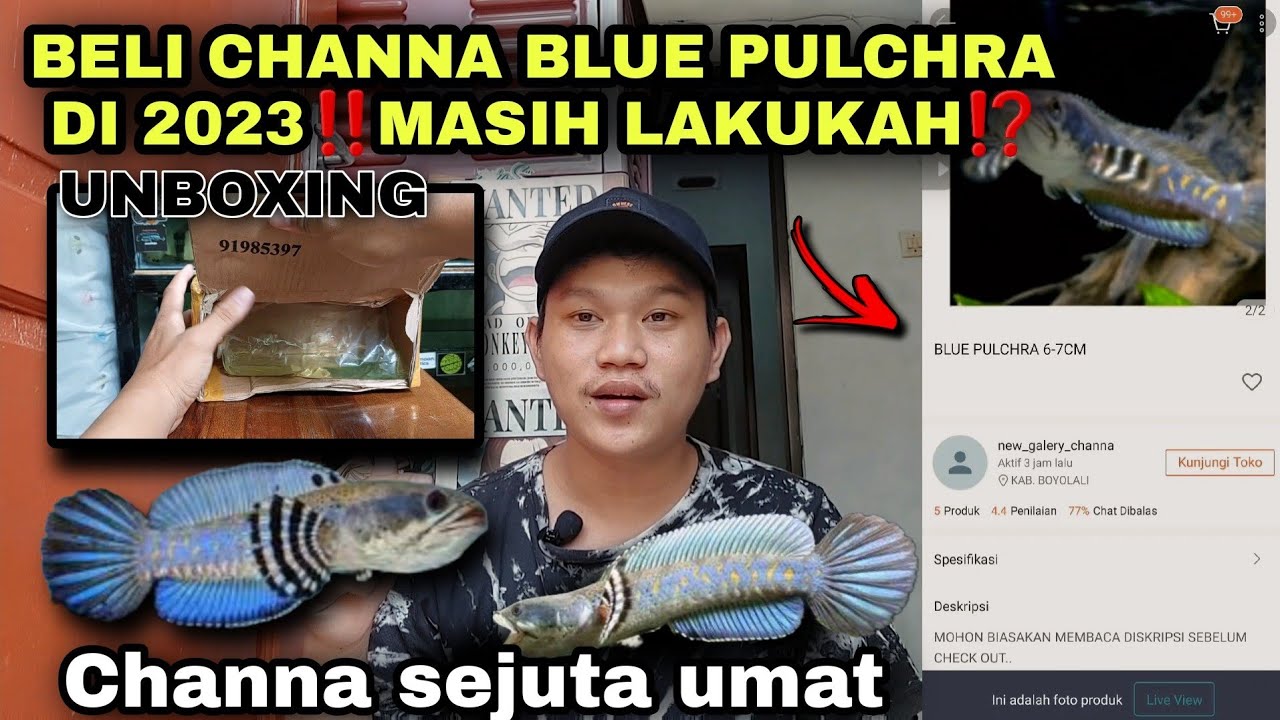 BELI CHANNA BLUE PULCHRA DI AWAL TAHUN 2023‼️BEGINI PENAMPAKANNYA‼️ ...