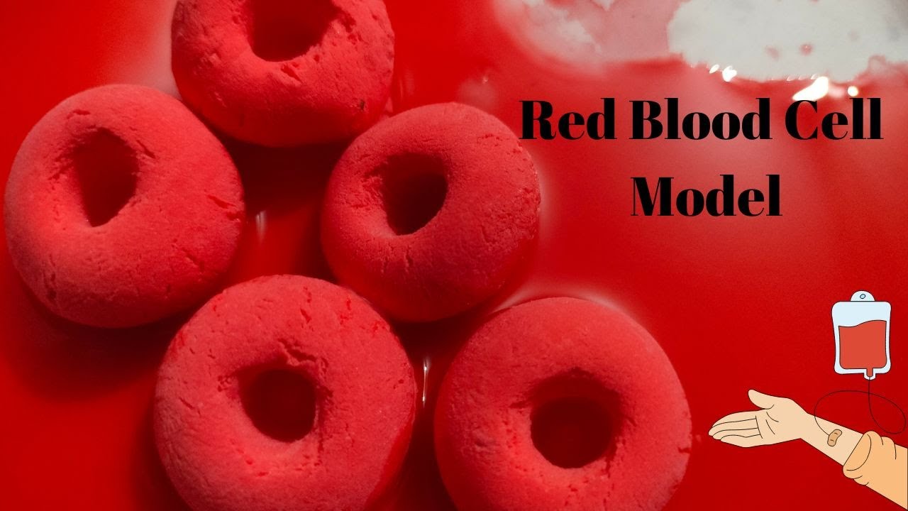 Red Blood Cell Model | #science #blood #rbc #hemoglobin #science # ...