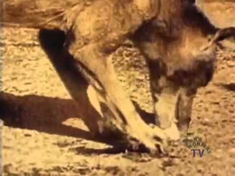 Wilk workowaty, tygrys tasmański, wilk tasmański, Thylacinus, Tasmania ...