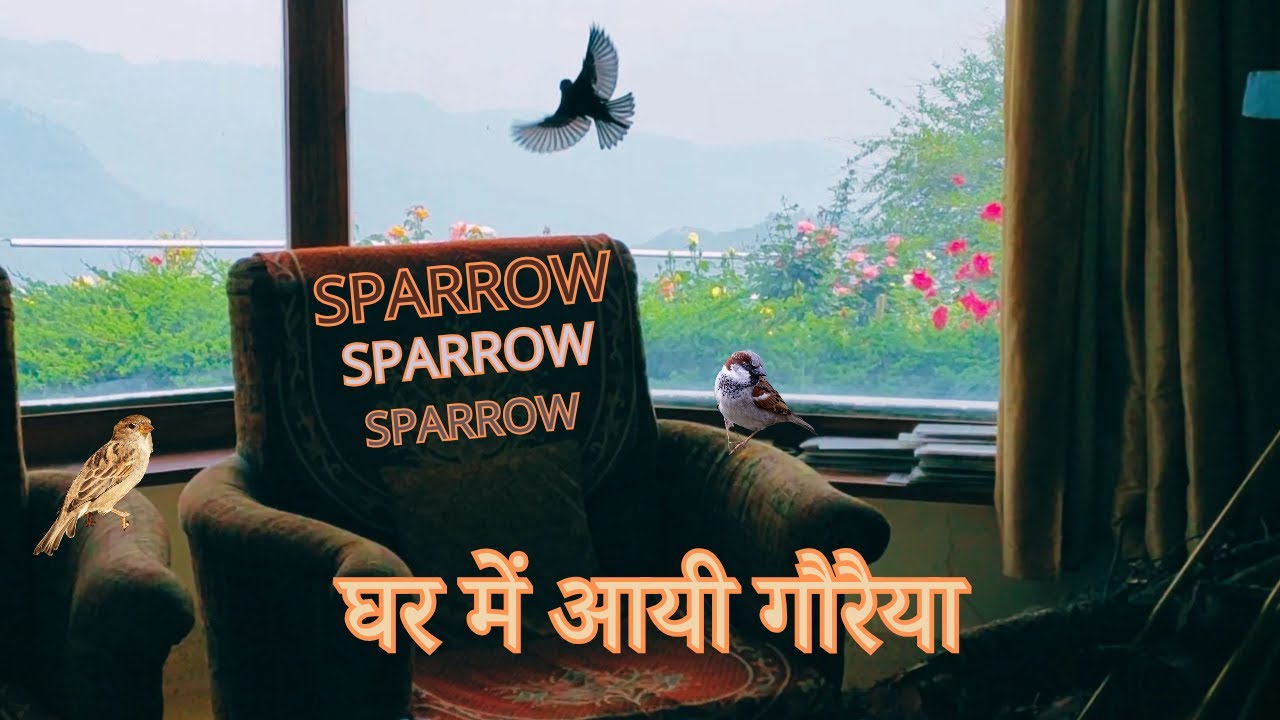 Ghar mein aayee gauraiya - sparrow in the house - beautiful sunset ...