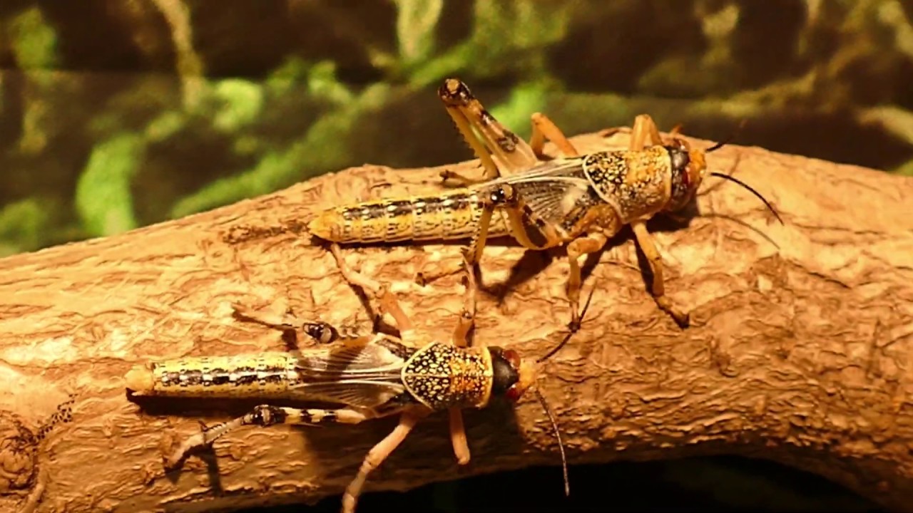 Reason behind India's Worst Locust (tiddi) attack टिड्डी हमले का कारण # ...
