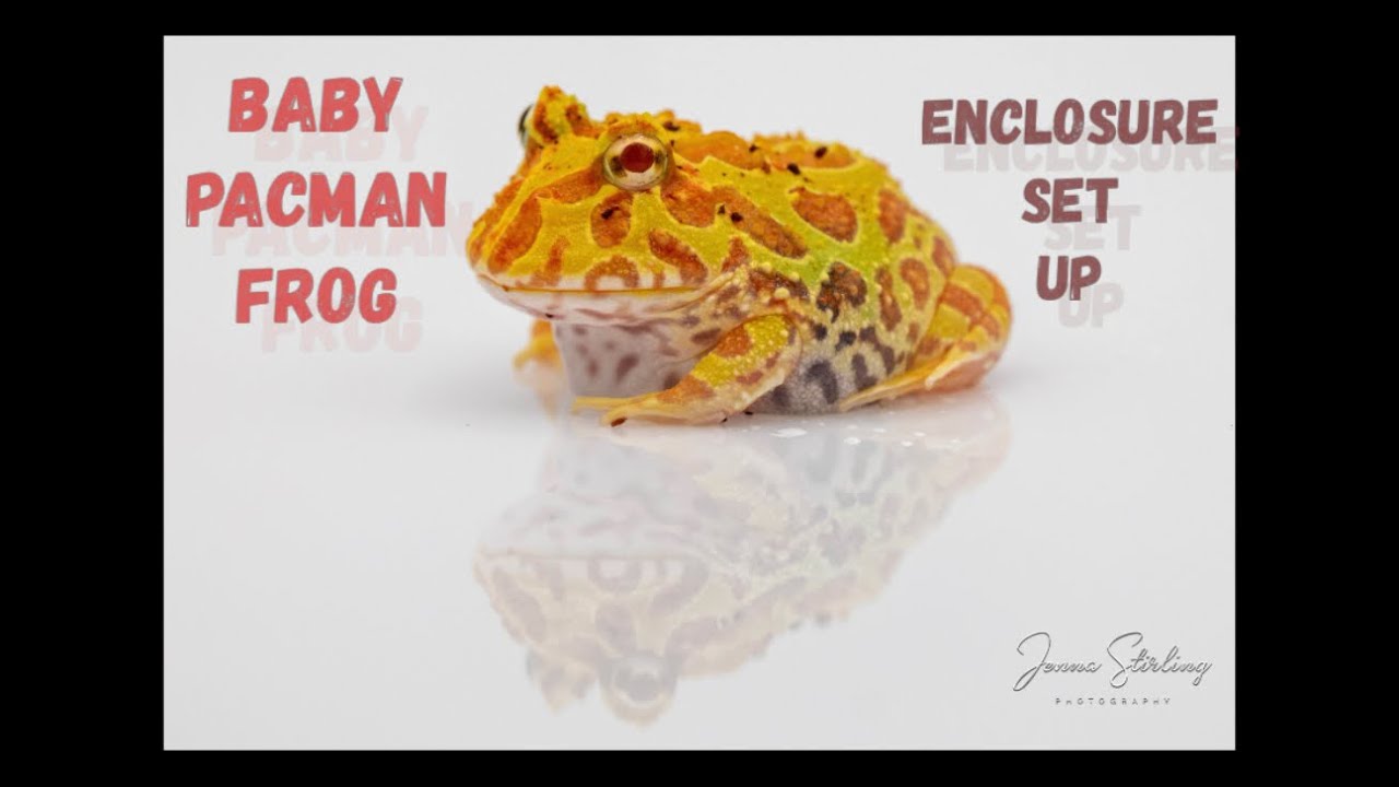 Baby Pac-Man Frog Enclosure Set Up - YouTube