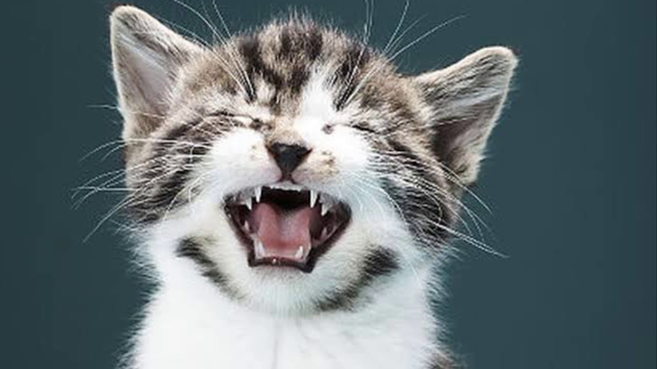 Poonai special || Poonaiyin sirappugal|| பூனையின் சிறப்புகள் || Cat's ...