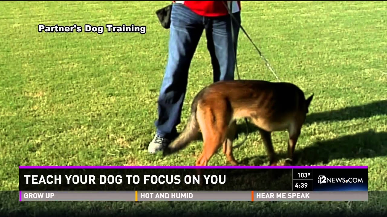 Help your dog focus using Food Reward Training - YouTube