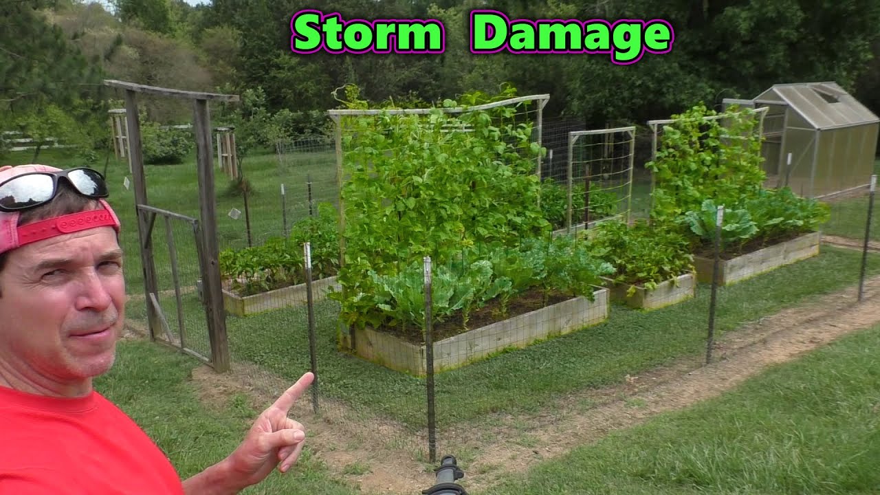Garden STORM Damage wind and hail destroy the vegetables - YouTube