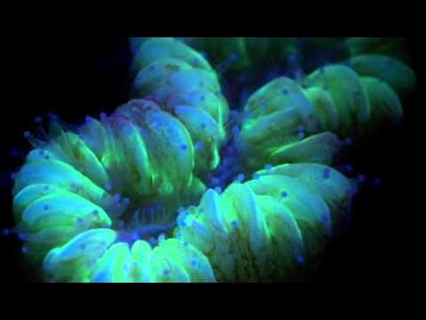 BBC Life - Creatures of the Deep - YouTube