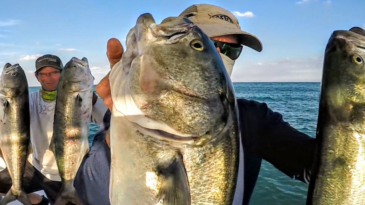 Monster Bluefish Chomping Plugs - YouTube