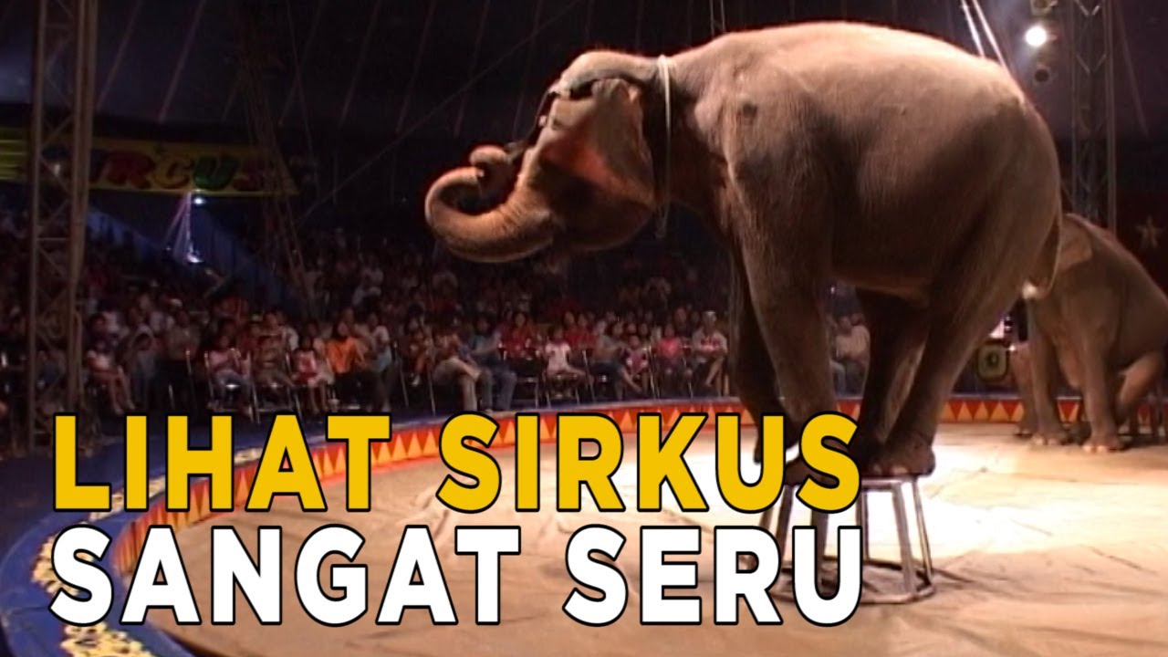 Serunya pertunjukan sirkus di oriental di Jakarta | JELANG SIANG - YouTube
