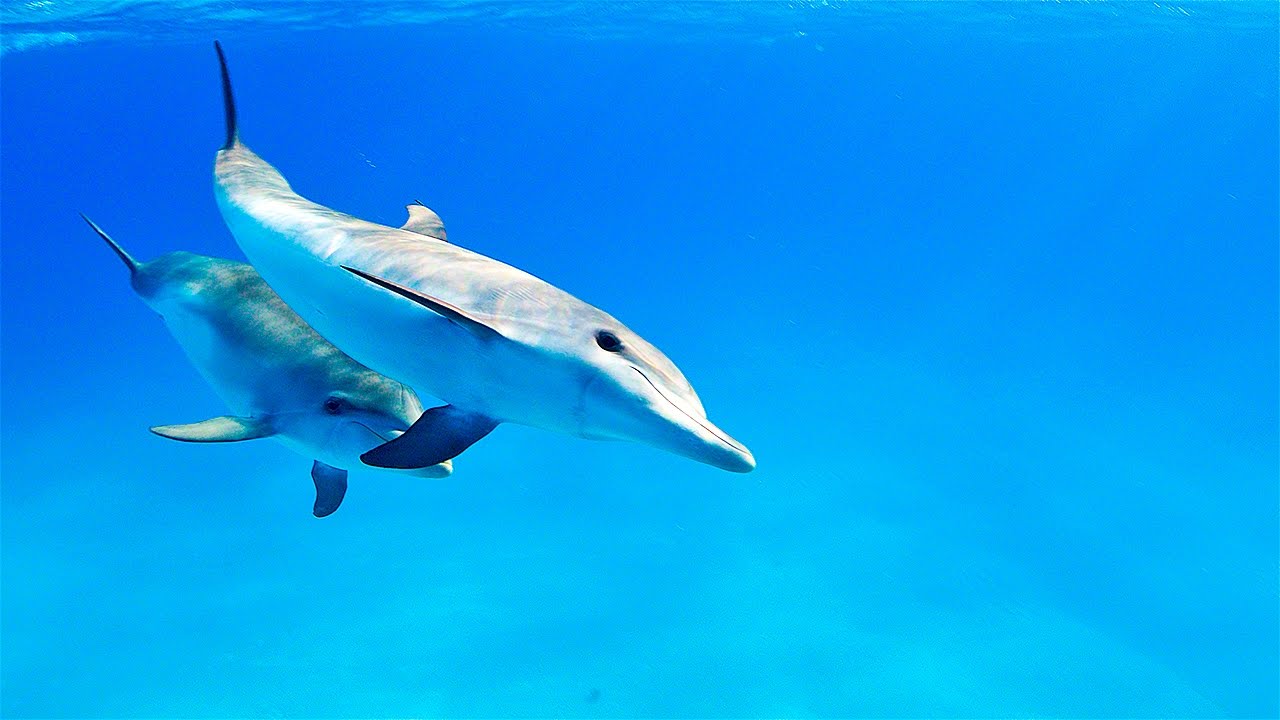 Dolphin Bliss - YouTube