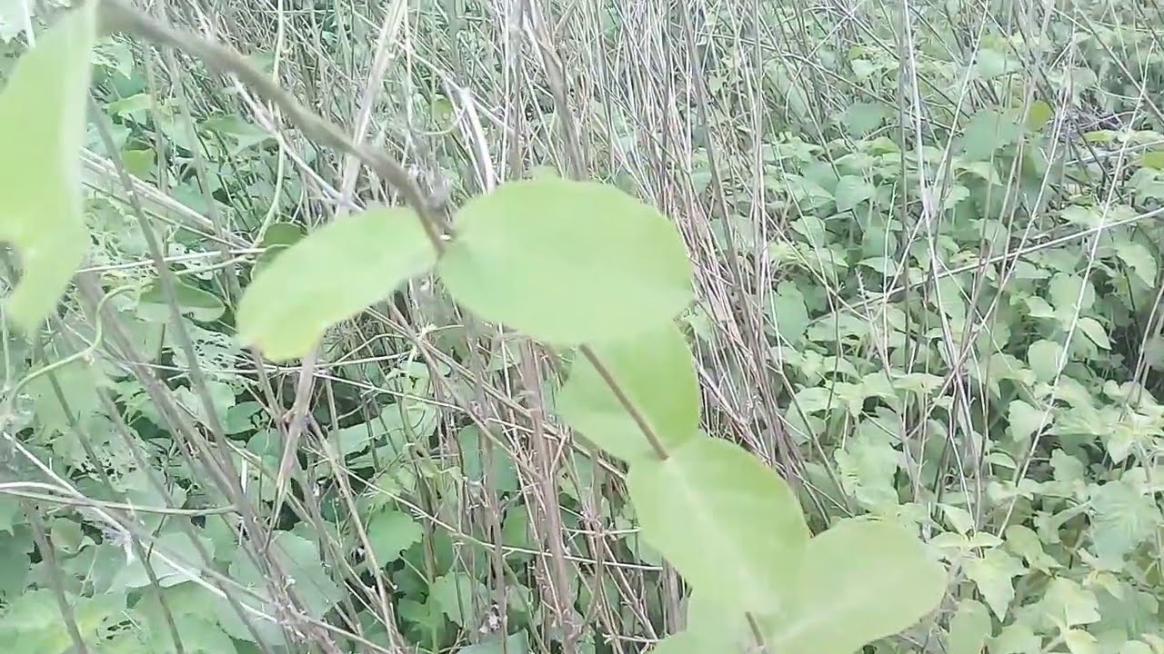 సుగంధి పాల చెట్టు (red) sugandi pala plant - YouTube