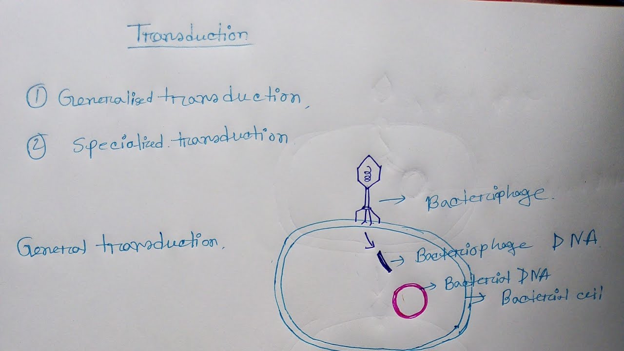 Microbiology( Bacterial Transduction) - YouTube