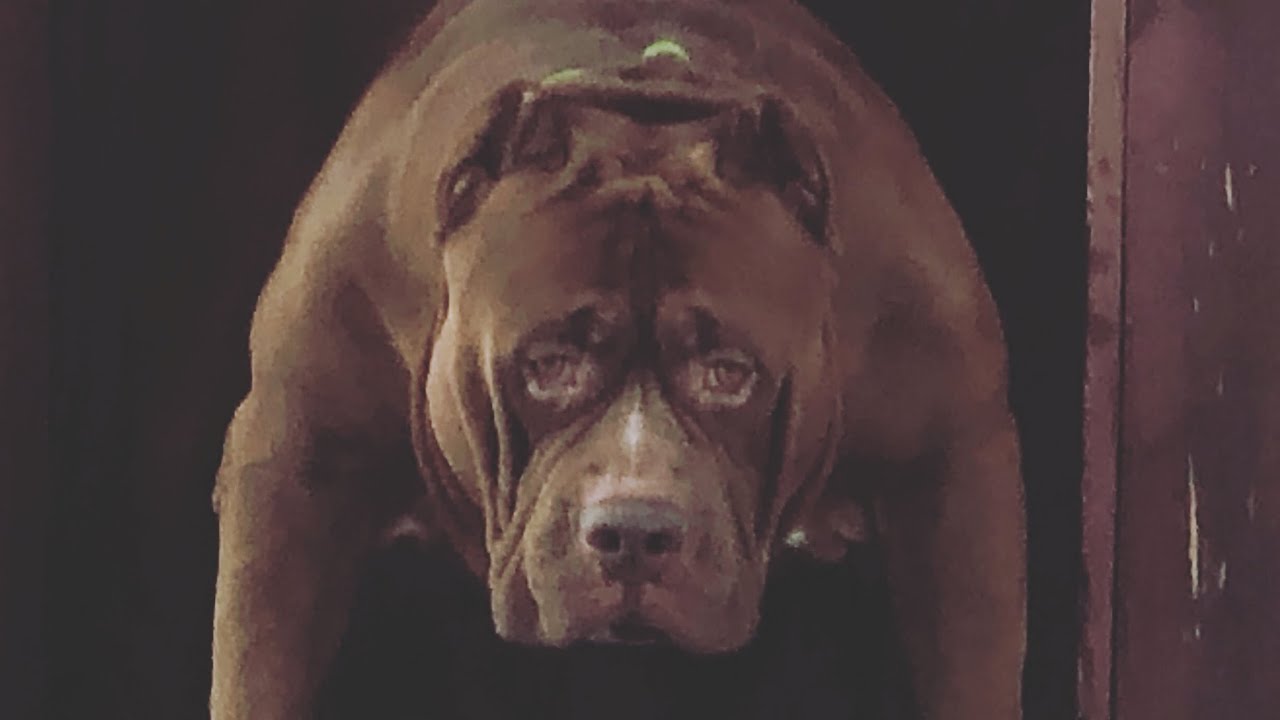 THE HULK LIFE got scared almost gave up on us! - YouTube