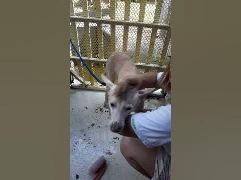 🐶🌓 SHAMPOO MUNA PARA FRESH YAHOO 🌈 #dog #short #viral #trending #satisfying #asmr #furbaby #pet ...