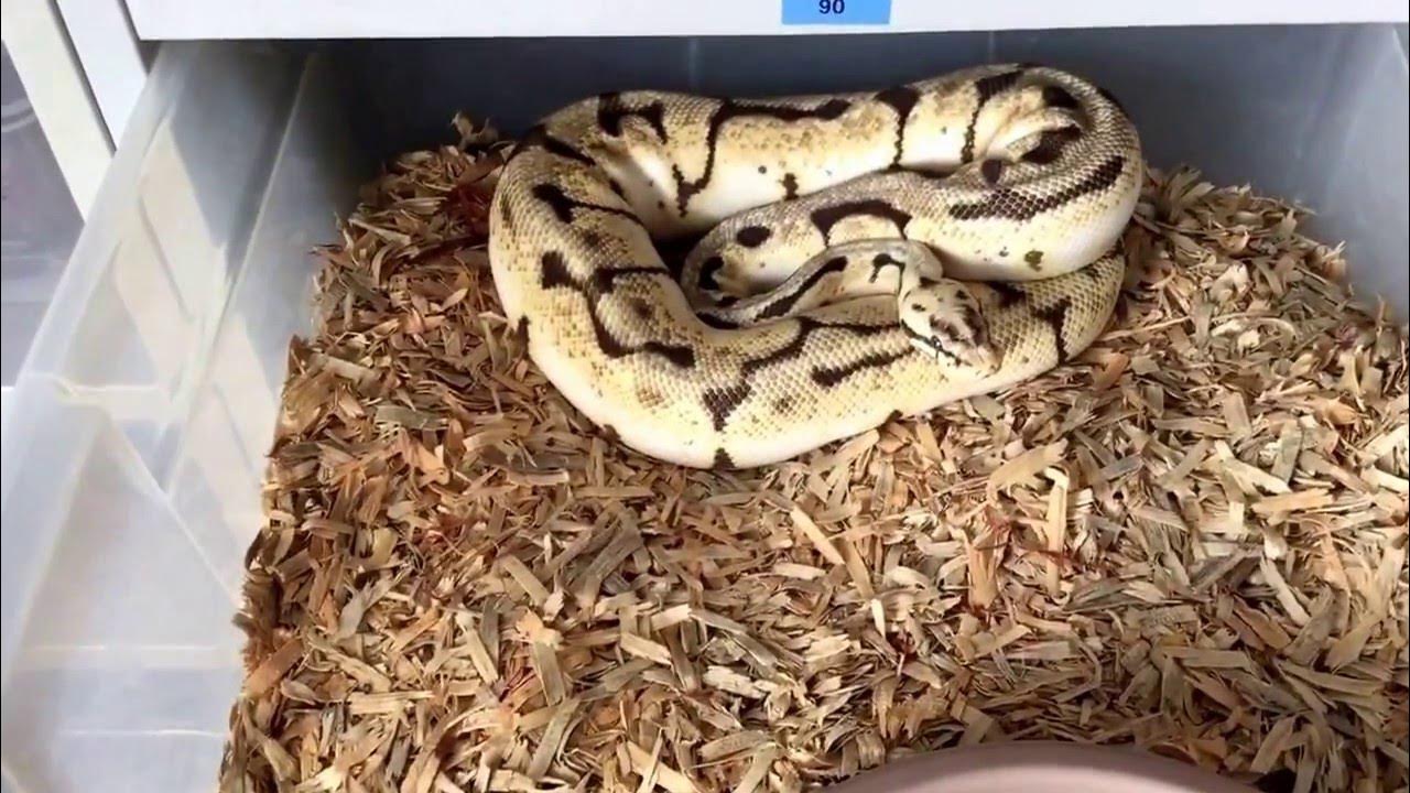 2016 March Ball Python collection update (mini collection update) - YouTube