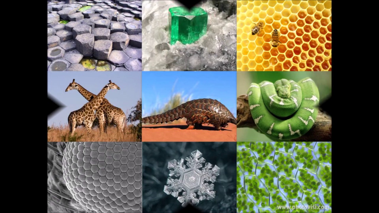 Formas Geométricas En La Naturaleza Para Niños