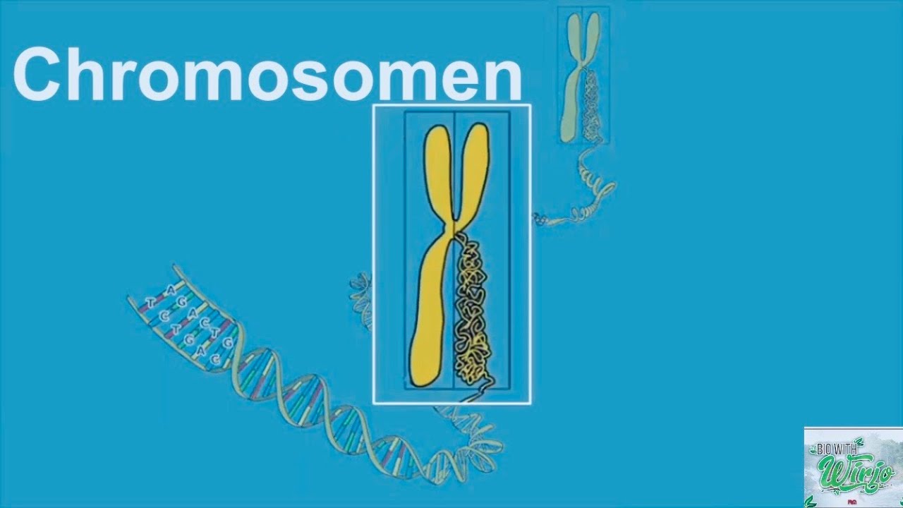 Wat zijn Chromosomen? (Chromosomes explanation) - YouTube