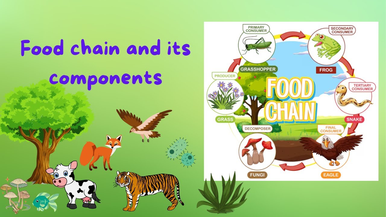 Food chain and its components - YouTube