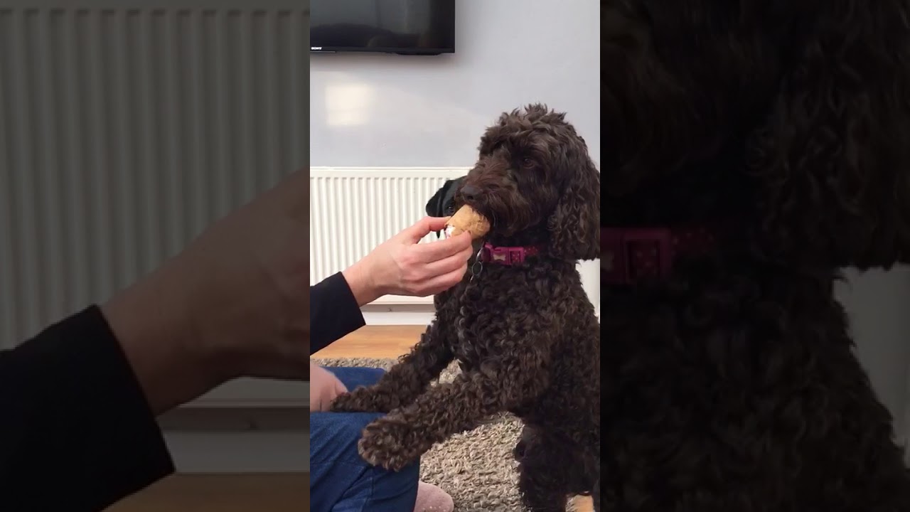 Cockapoo vs Labrador - YouTube