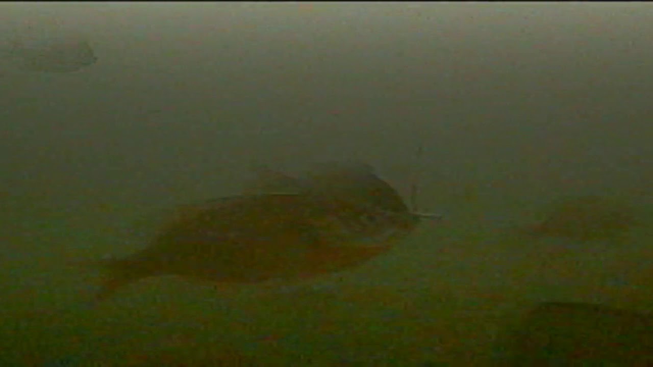School of Bluegill - YouTube