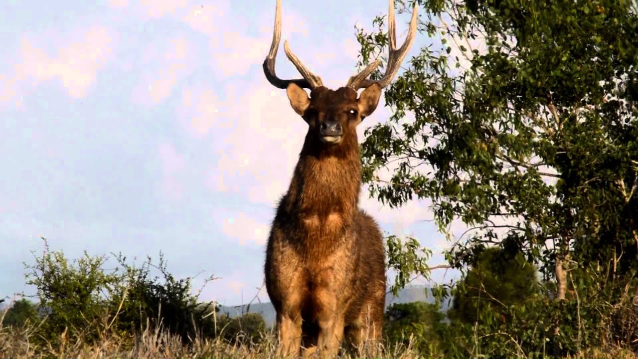 The Rusa Warrior - YouTube