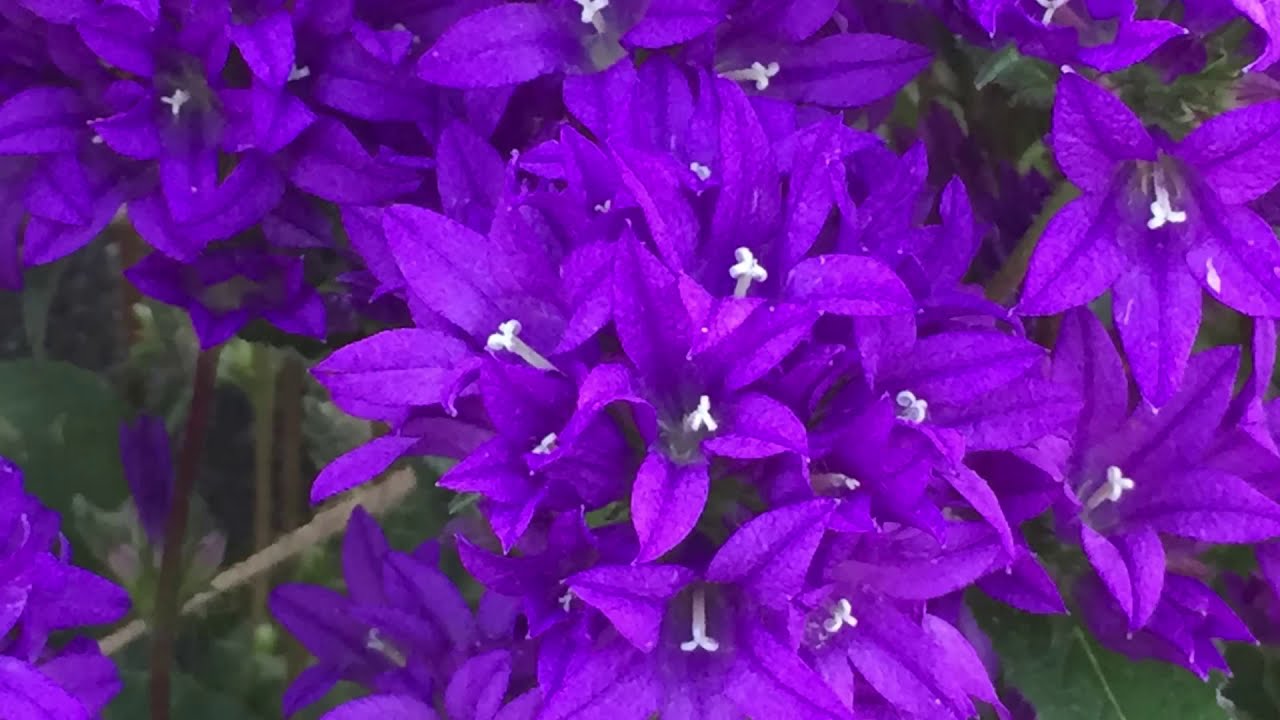 Campanula "Superba” Clustered Bellflower - In Bloom - July 7 - YouTube