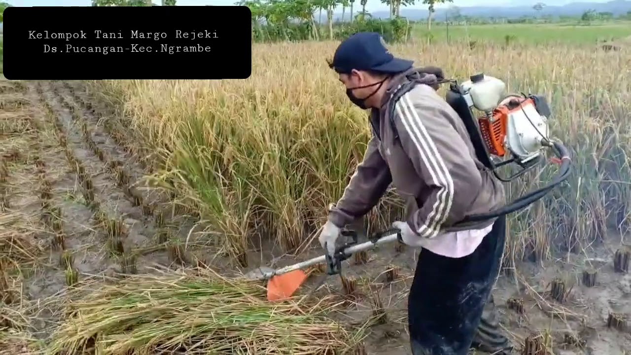 Paddy mower (alat pemanen padi) - YouTube