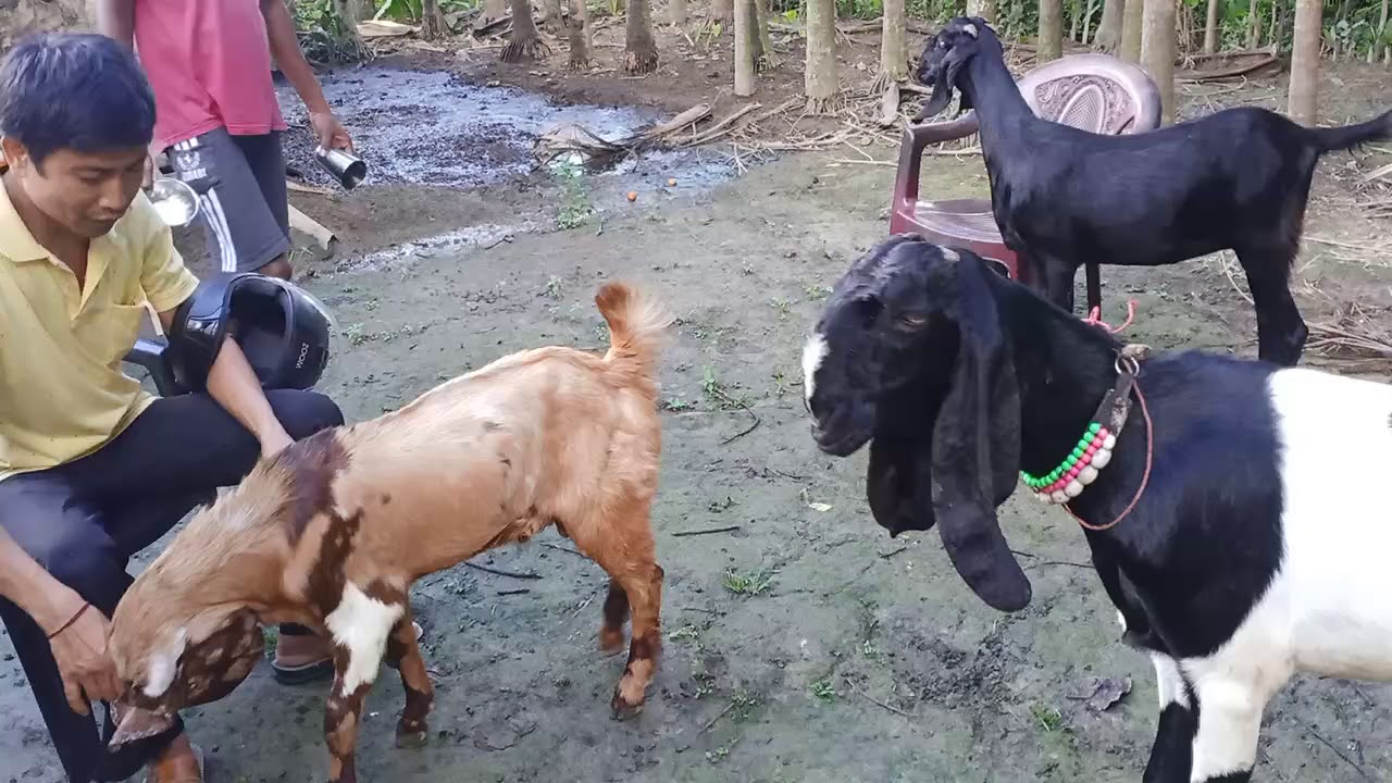 🐐 Assam goat farming🐐 sagoli palon ata laav dayok byboxai 🙏 9401788363 ...