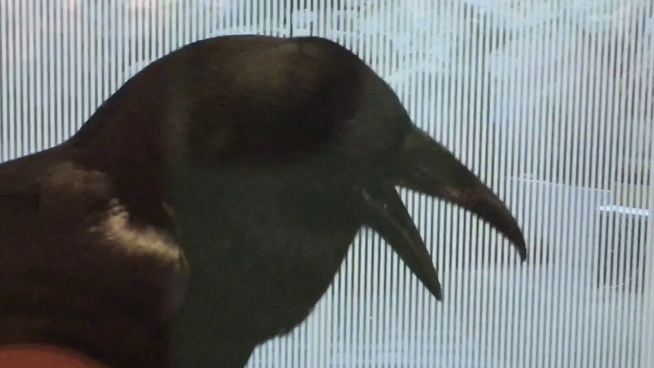 Talking Raven - YouTube