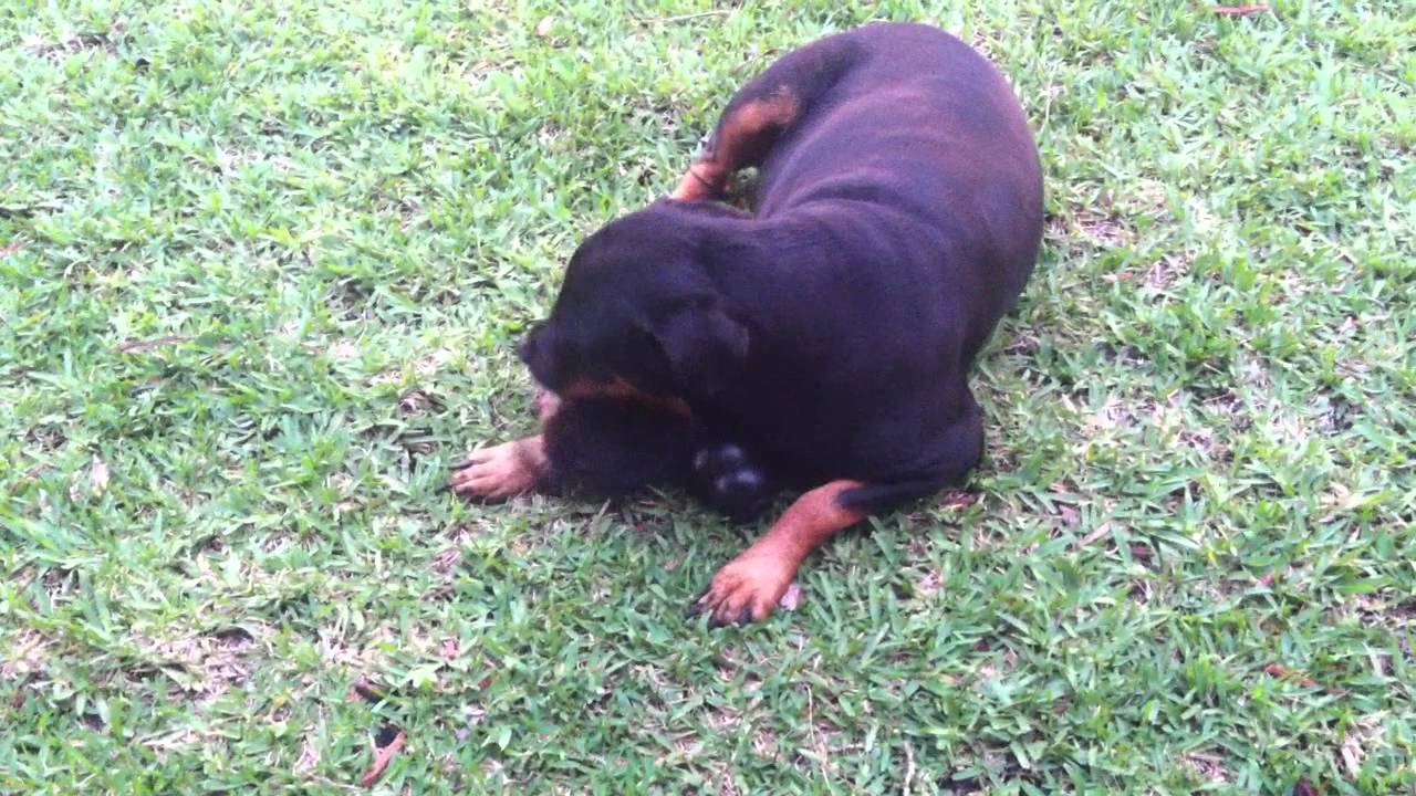 Yorkie plays with Rottweiler. Too cute for wordss!!! - YouTube