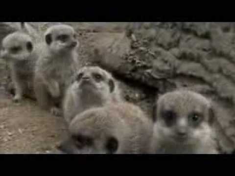 Meerkats pop up at Knowsley Safari Park - YouTube