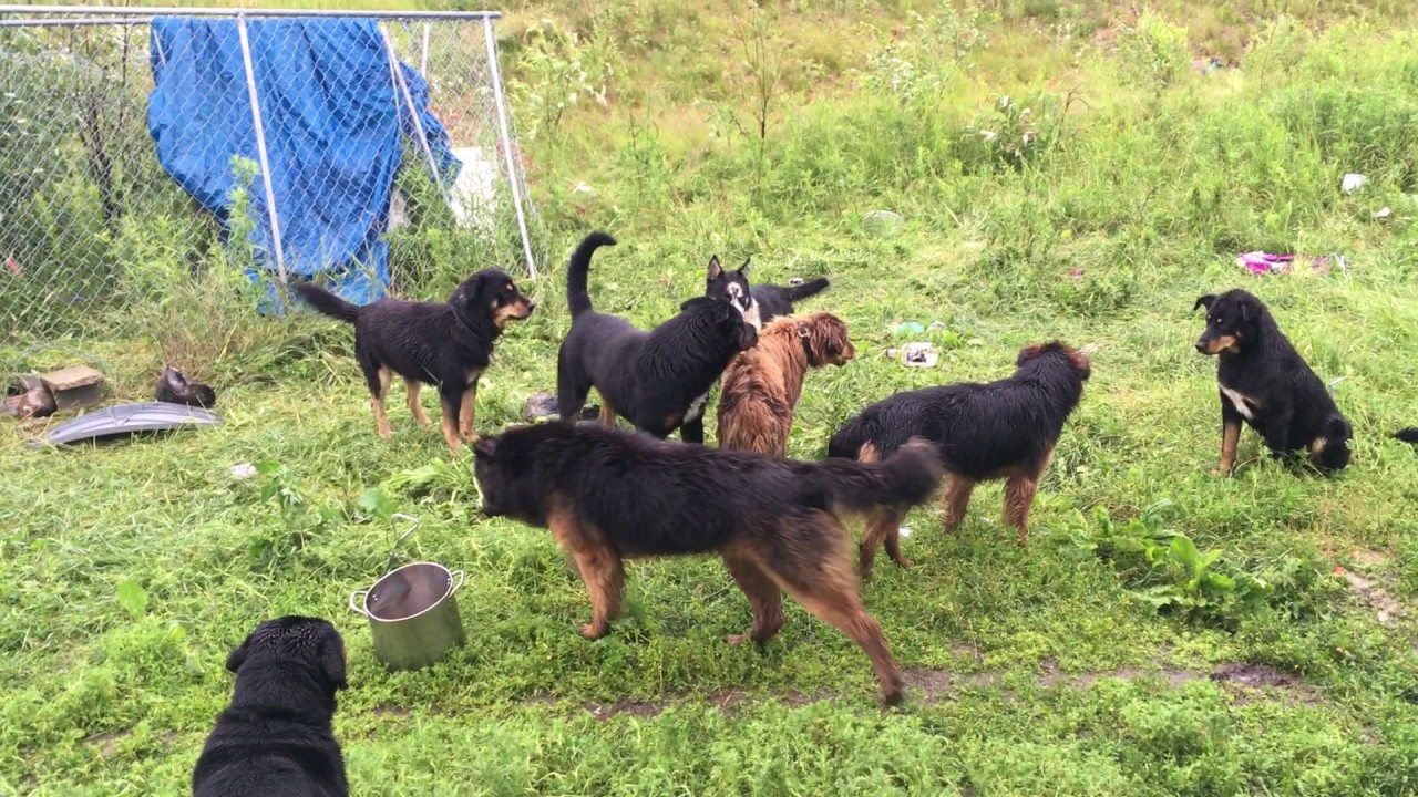 Life of A Rez Dog: Mating Rights - YouTube