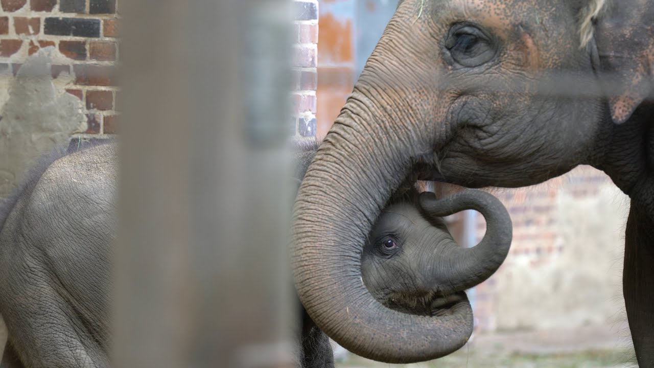 Baby elephant,elephants,inside,Zoo Videos,Zoo Leipzig, zoo baby animals ...