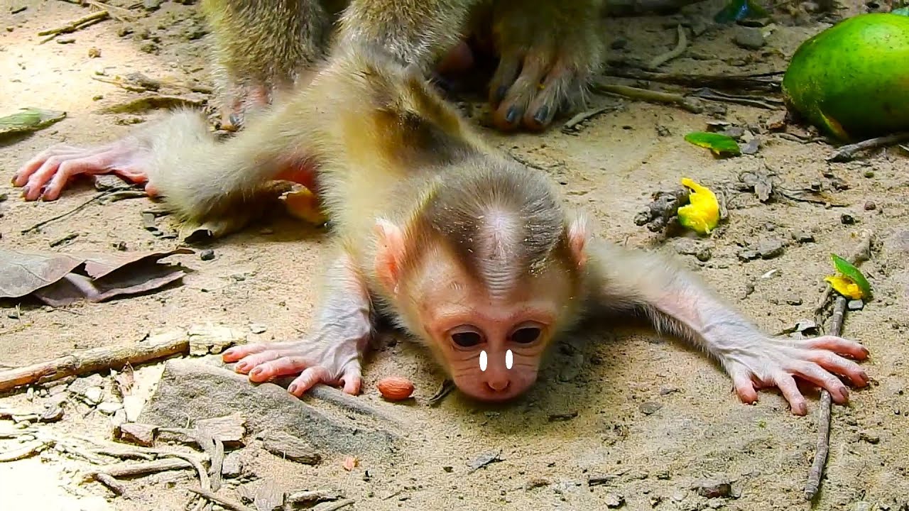 Awesome, Newborn Monkey Gets Dow/n for Learn Walking, How Newborn ...