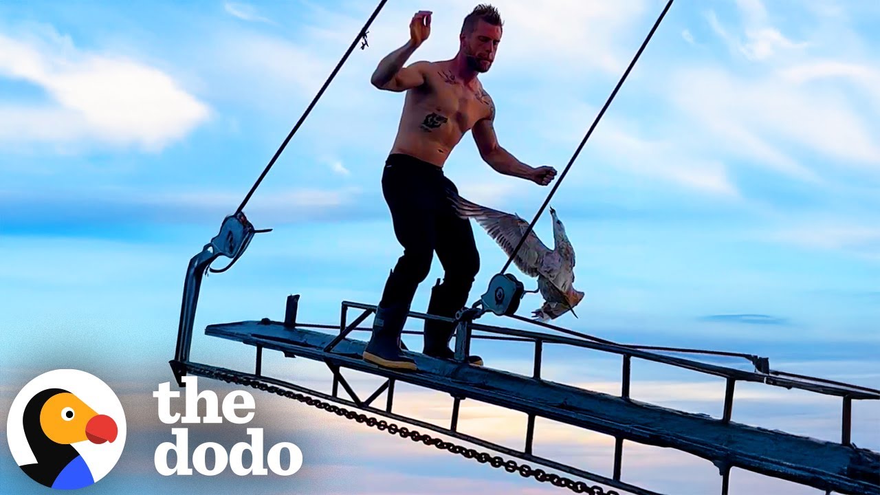 Daring Ocean Rescue—He Walked a Plank to Save a Struggling Seagull ...